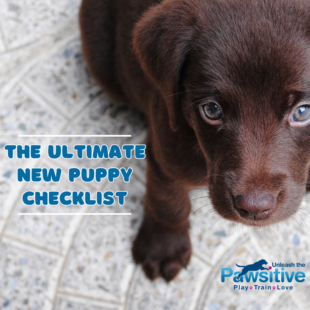 Essential Tips for Bringing Your New Puppy Home